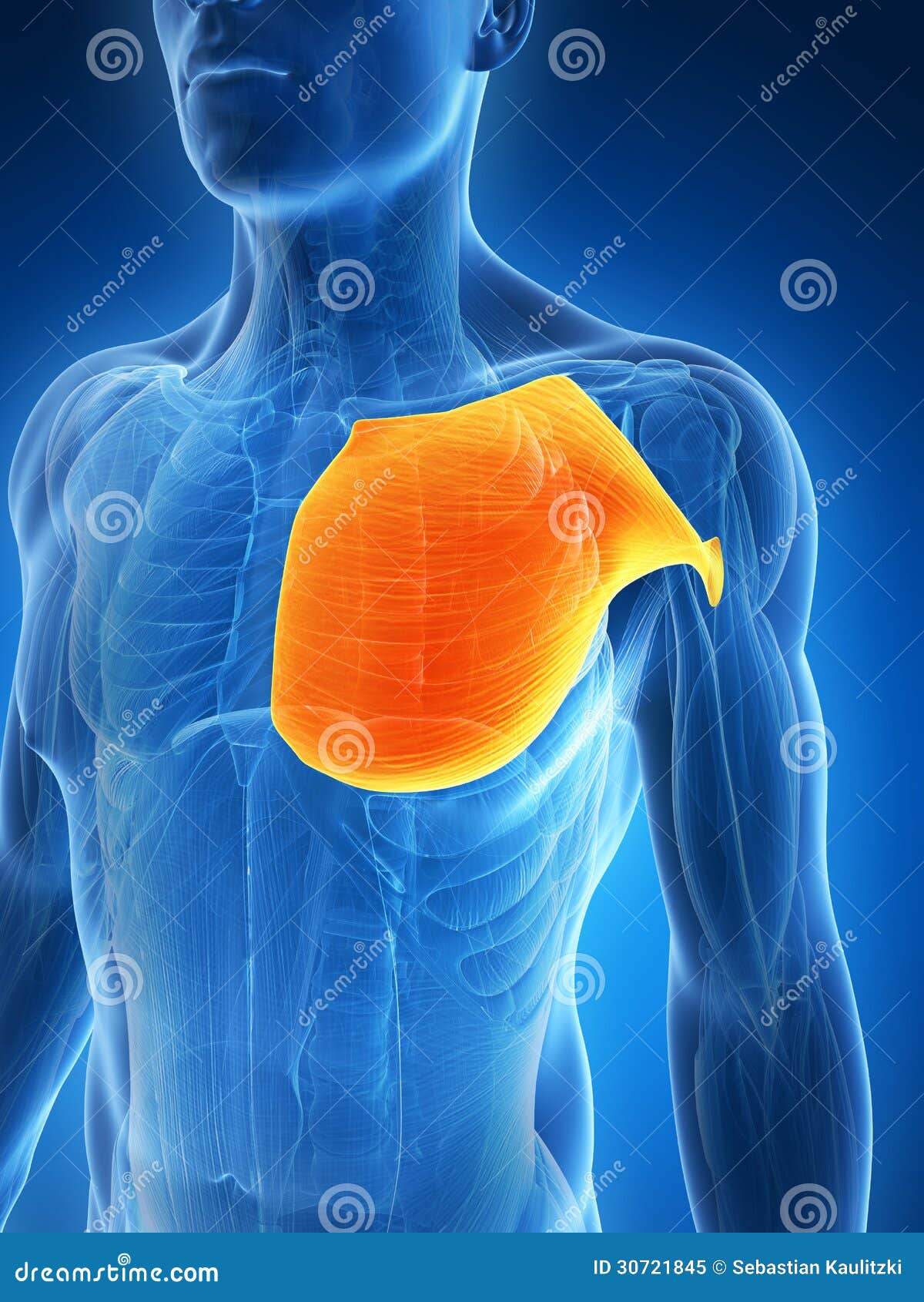 Grote borstspier stock illustratie. Illustration of medisch - 30721845