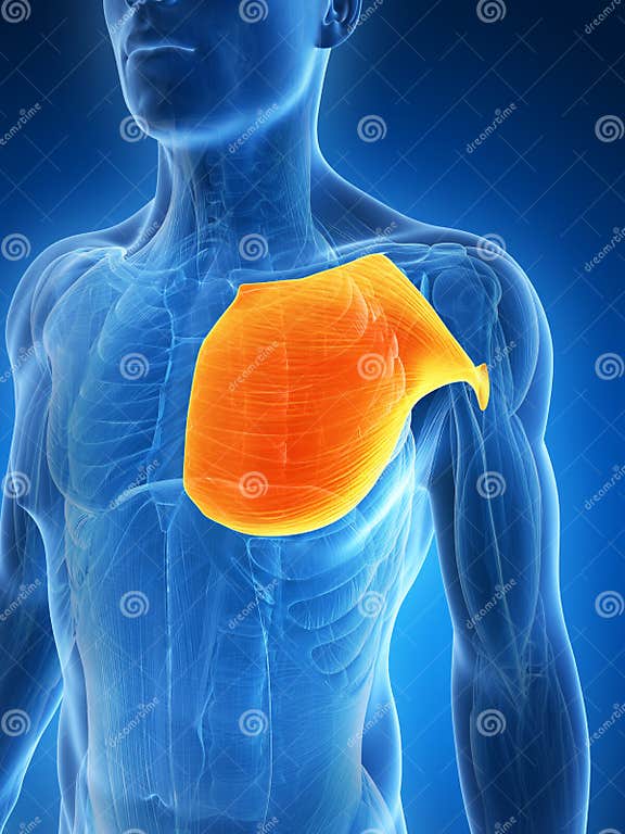 Grote borstspier stock illustratie. Illustration of medisch - 30721845