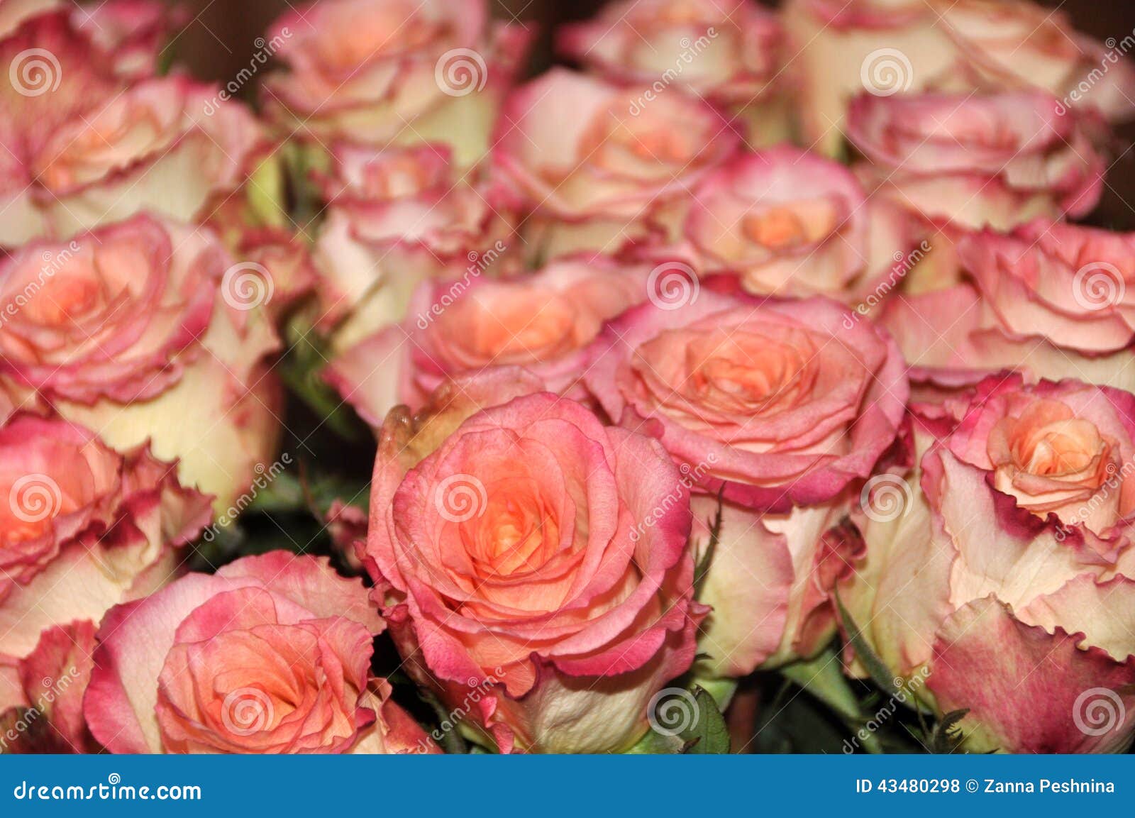 Grote bos roze rozen stock foto. Image of geïsoleerd - 43480298