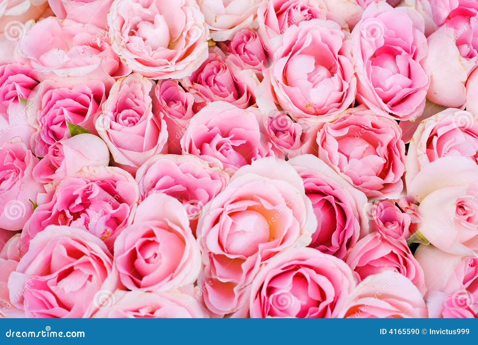 Grote Bos Van Veelvoudige Roze Rozen Stock Foto - Image of mooi, knop ...
