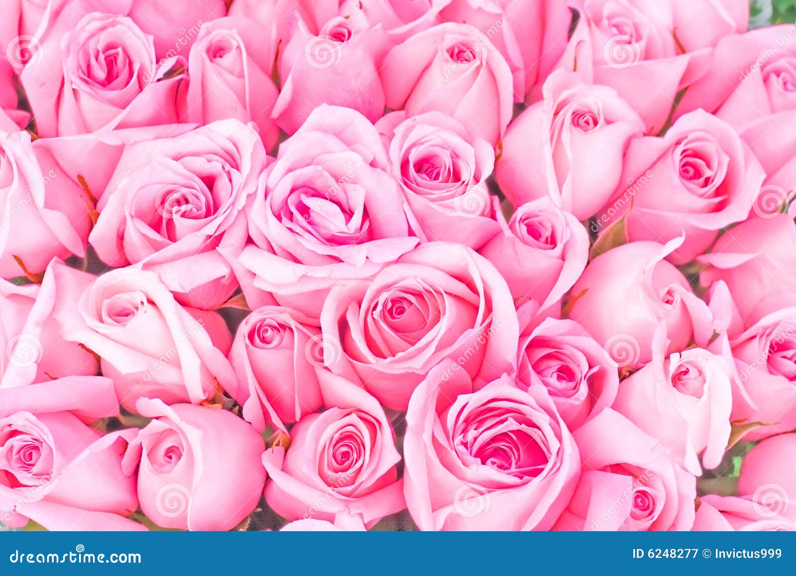 Grote Bos Van Veelvoudige Roze Rozen Royalty-vrije Stock Fotografie ...