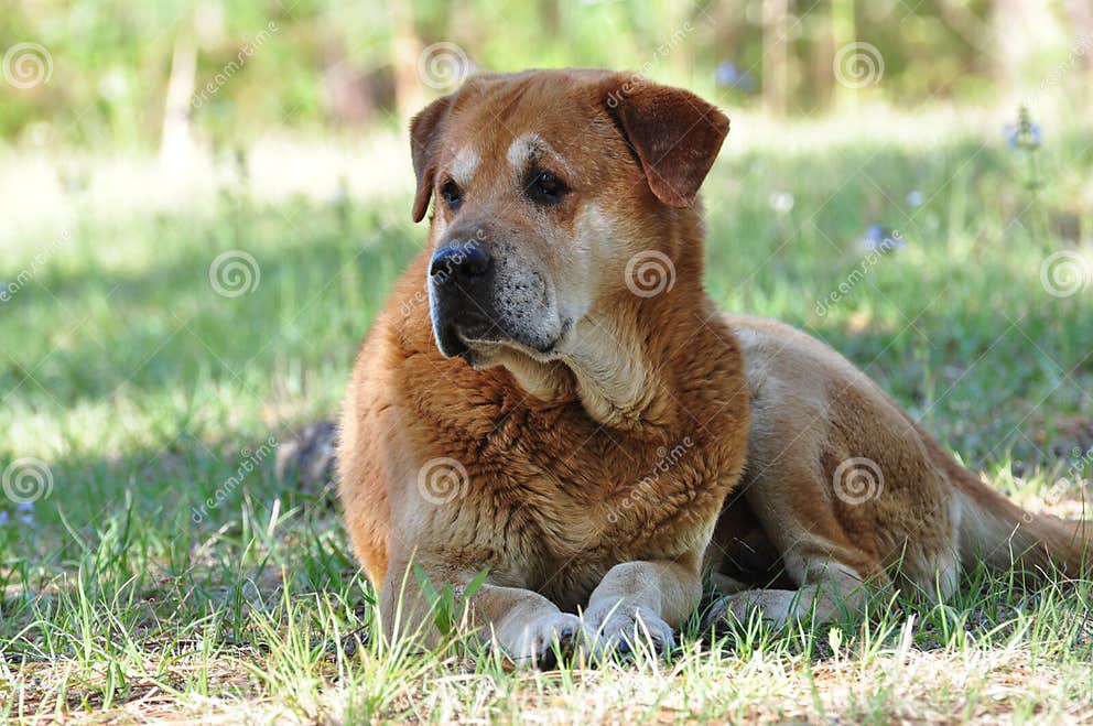 Grote bruine hond stock foto. Image of poten, groen, huisdier - 11232562