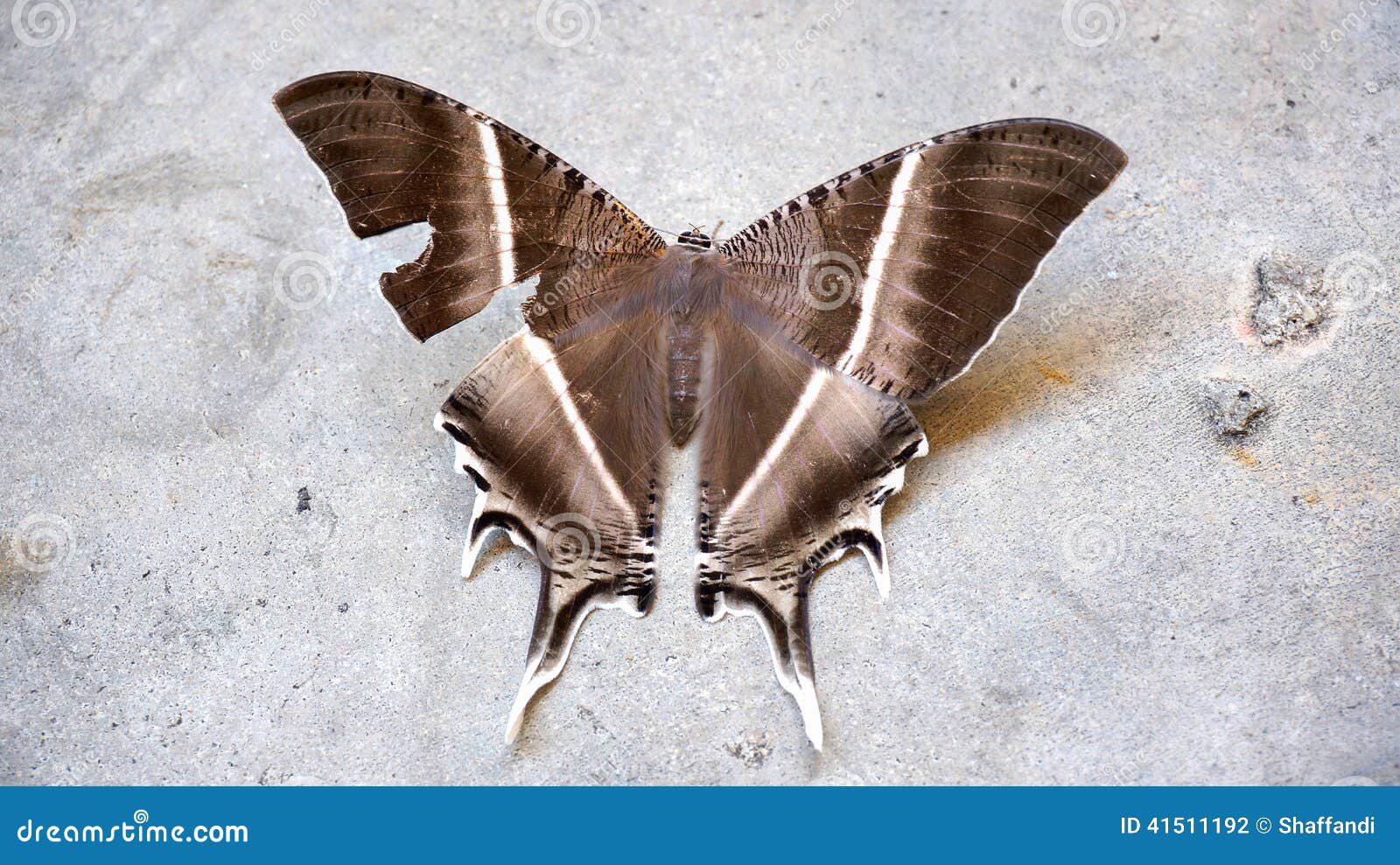 Grote bruine mot stock foto. Image of watervrees, biologie - 41511192