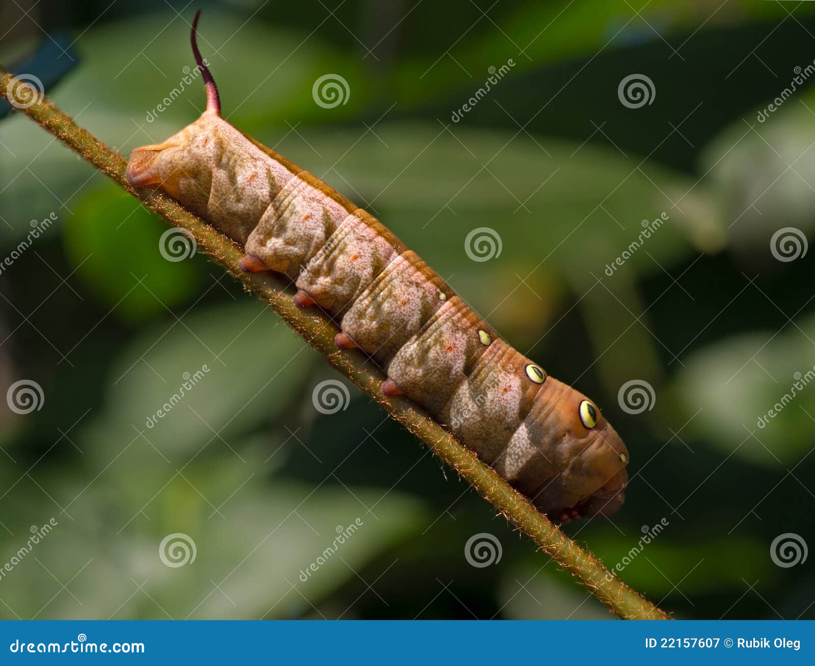 Grote bruine rupsband stock afbeelding. Image of larve - 22157607