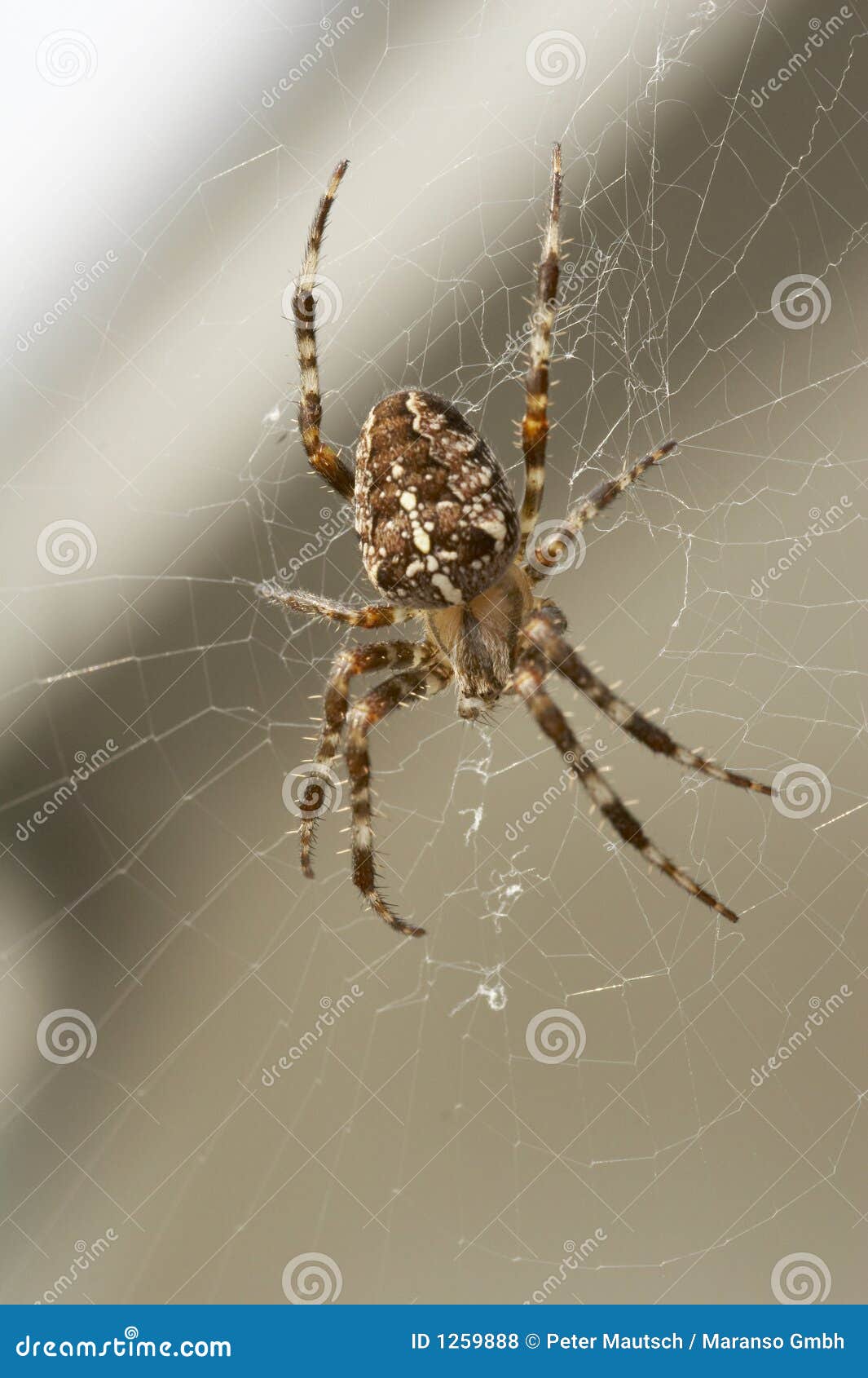 Grote Bruine Spin in Spinneweb 02 Stock Foto - Image of helder, rood ...