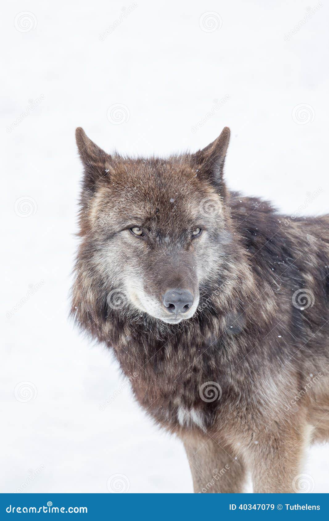Grote bruine wolf stock afbeelding. Image of gezicht - 40347079