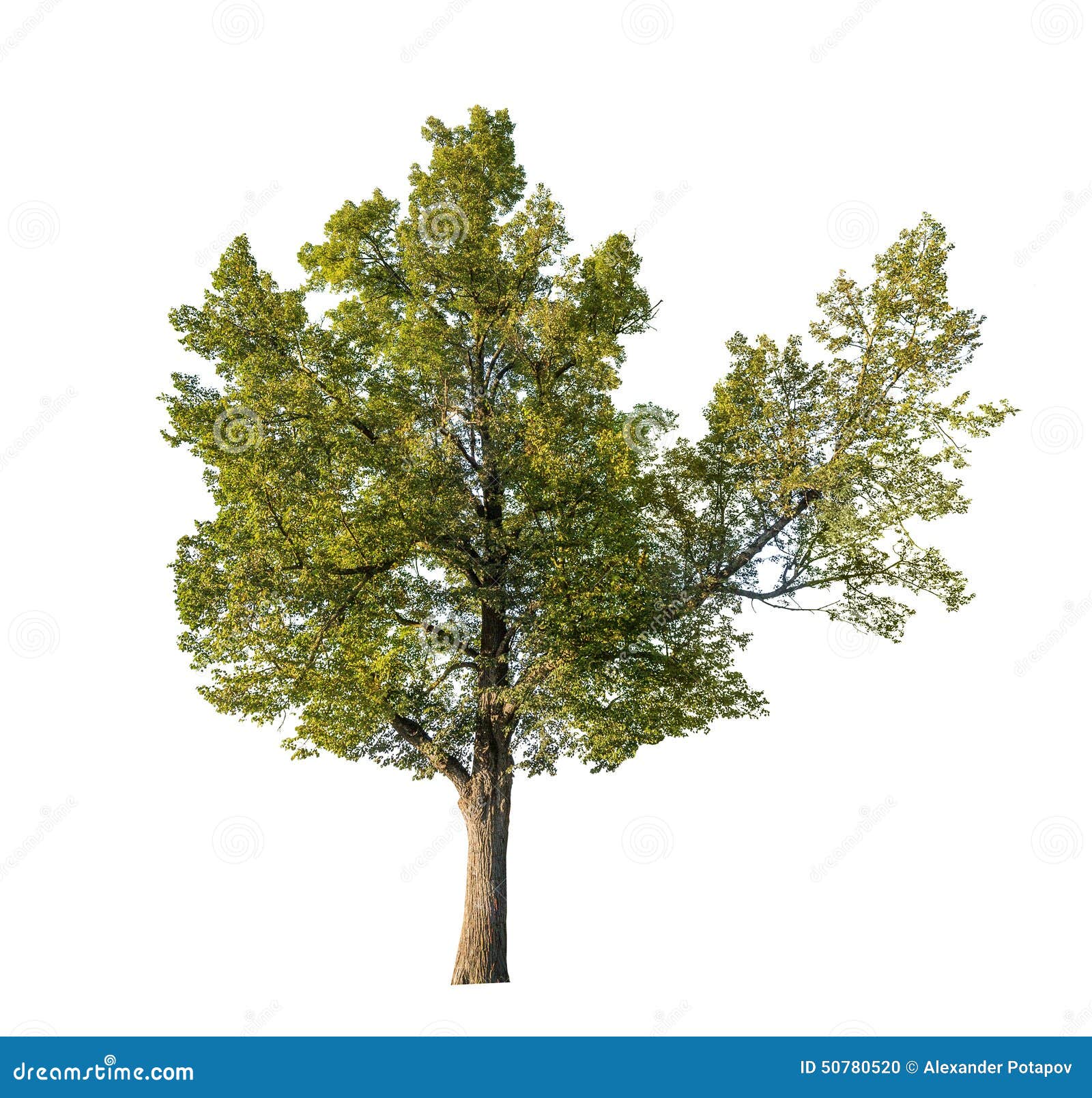 Grote Die Lindeboom Op Wit Wordt Geïsoleerd Stock Foto - Image of linde ...