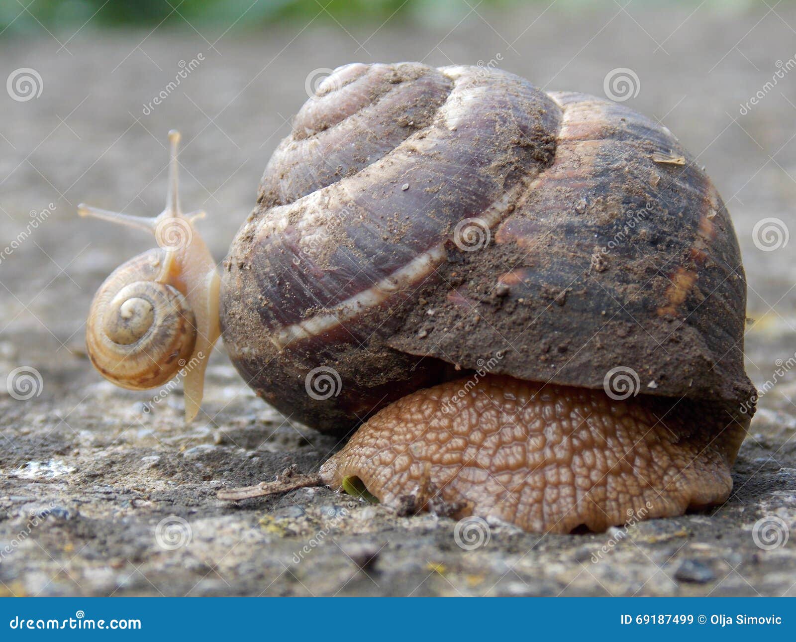 Grote en kleine slak stock afbeelding. Image of groot - 69187499