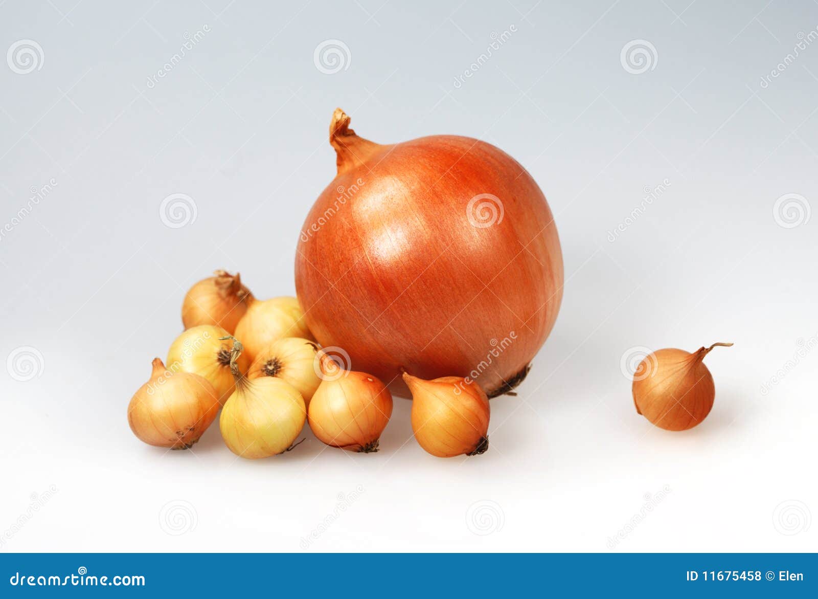 Grote en kleine ui stock foto. Image of groenten, installatie - 11675458