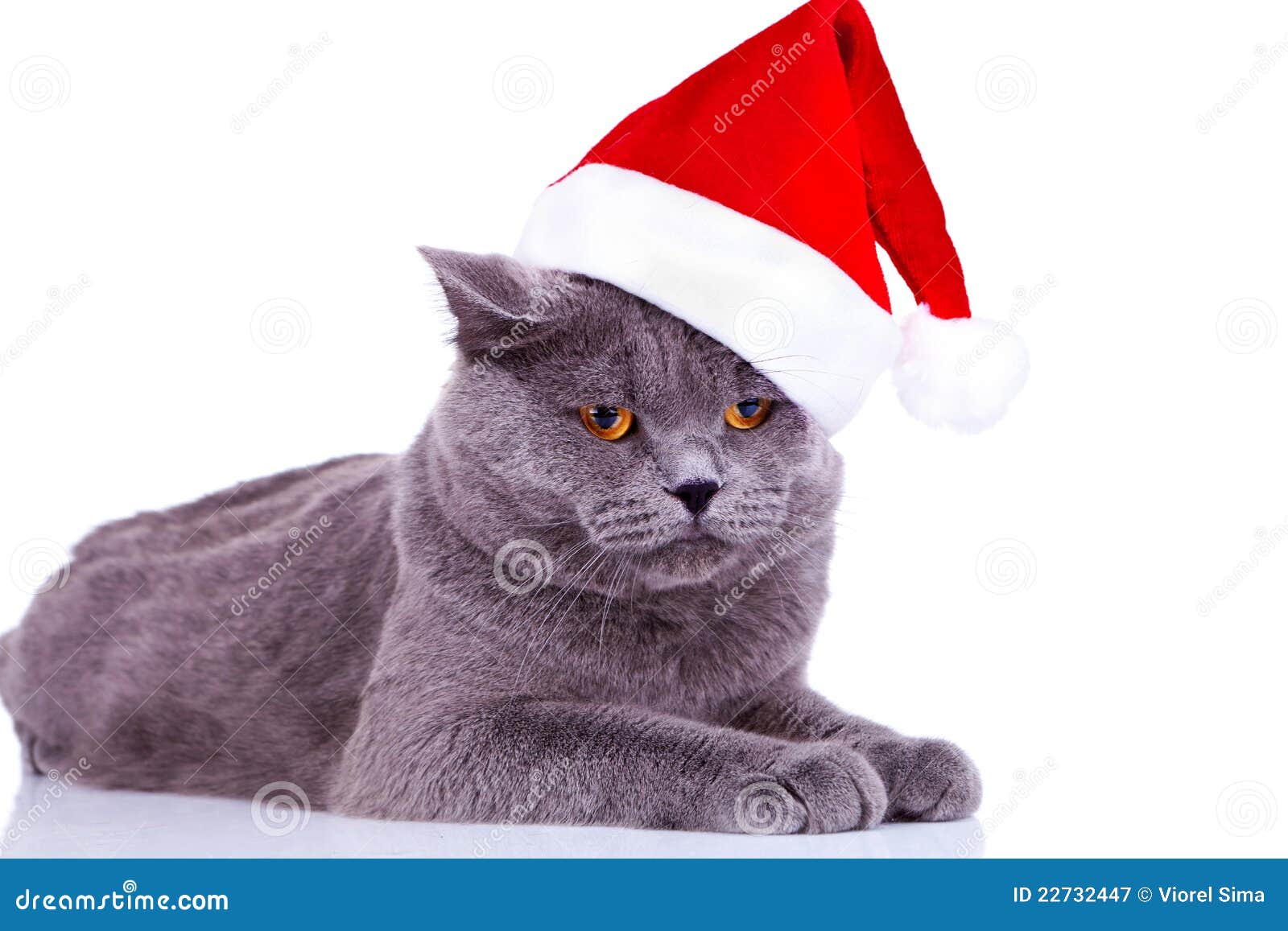 Grote Engelse Kat Die Een Santahoed Draagt Stock Afbeelding - Image of ...