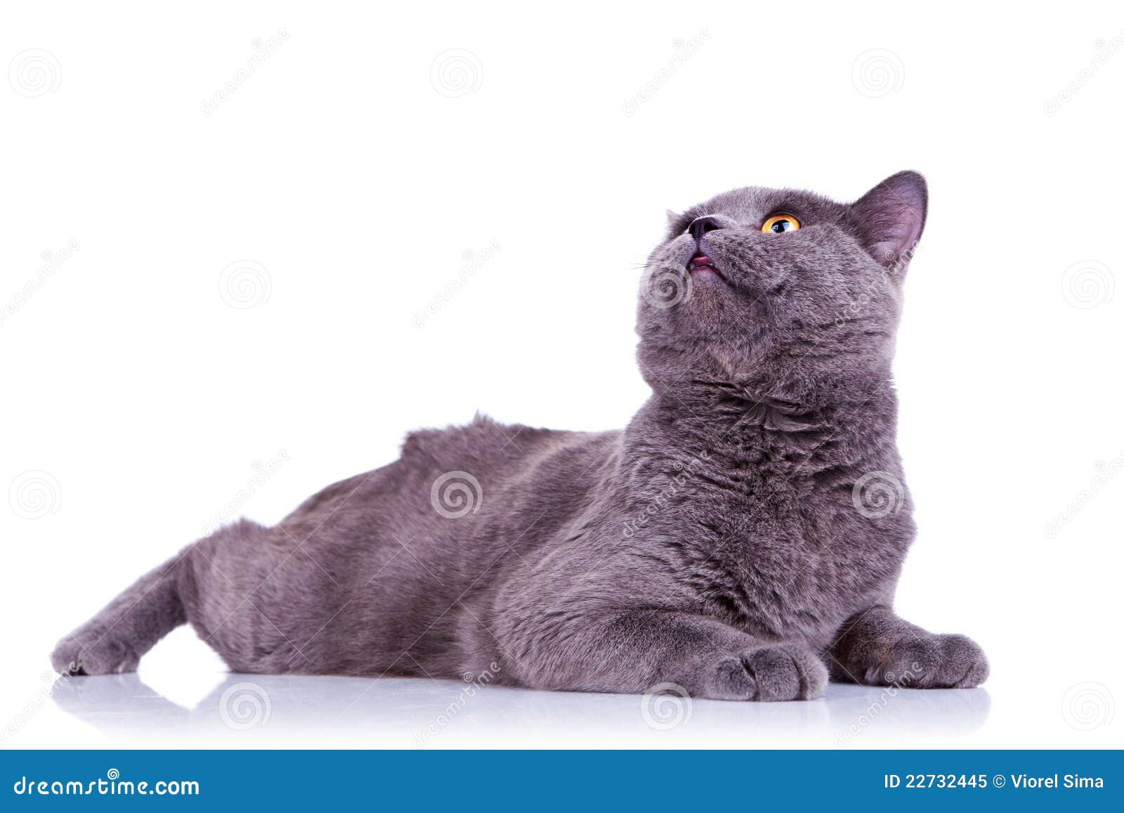 Grote Engelse Kat Die Omhoog Eruit Ziet Stock Afbeelding - Image of ...