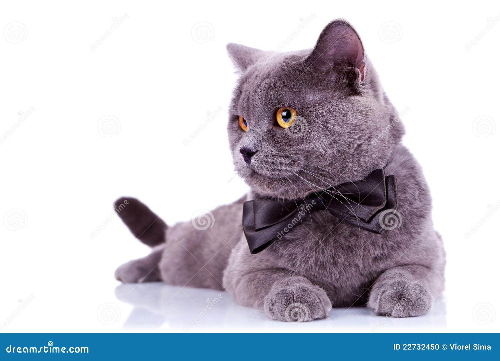 Grote Engelse Kat Met Een Vlinderdas Stock Foto - Image of pret ...