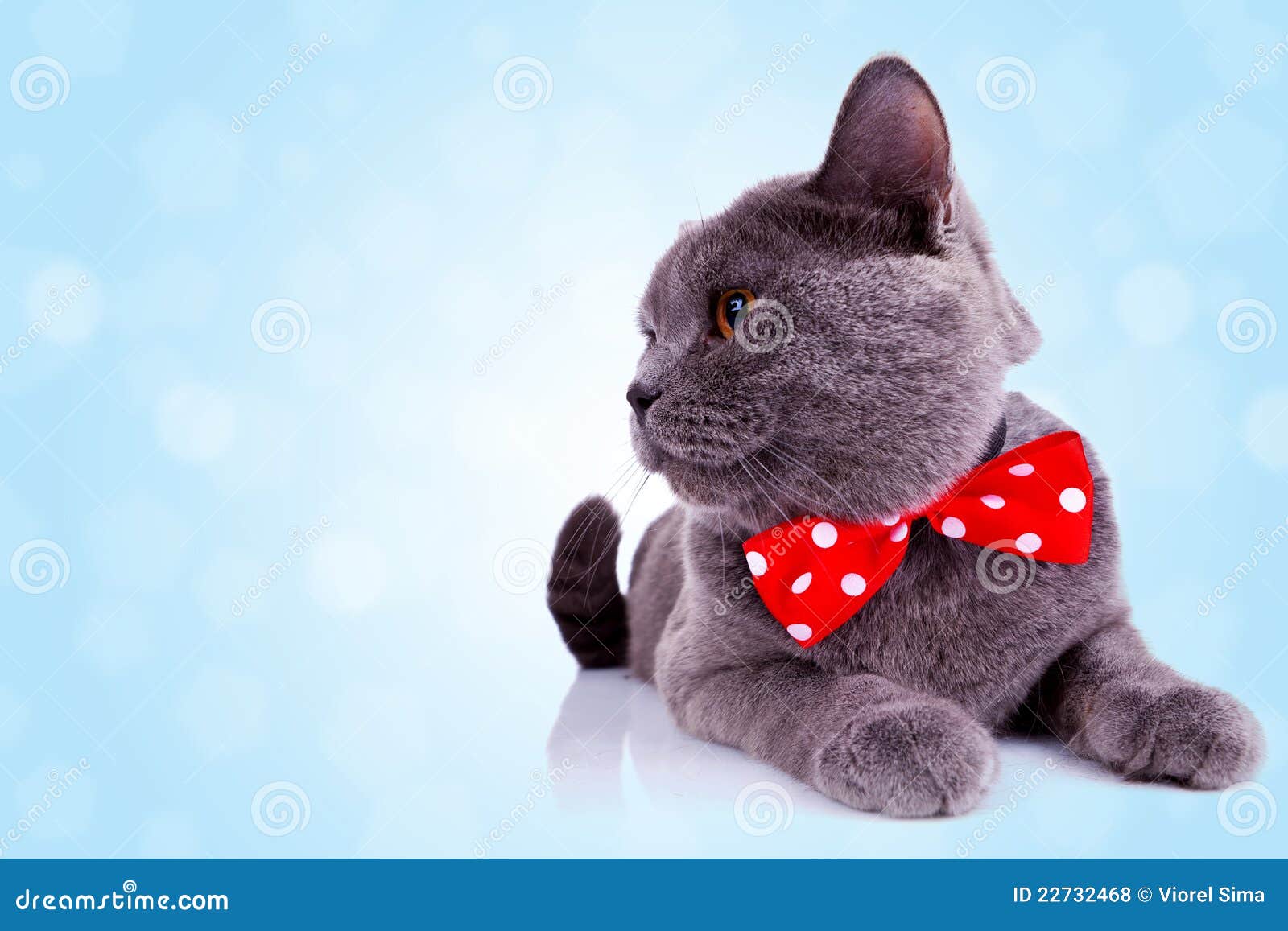 Grote Engelse Kat Met Rood Lint Bij Zijn Hals Stock Foto - Image of ...