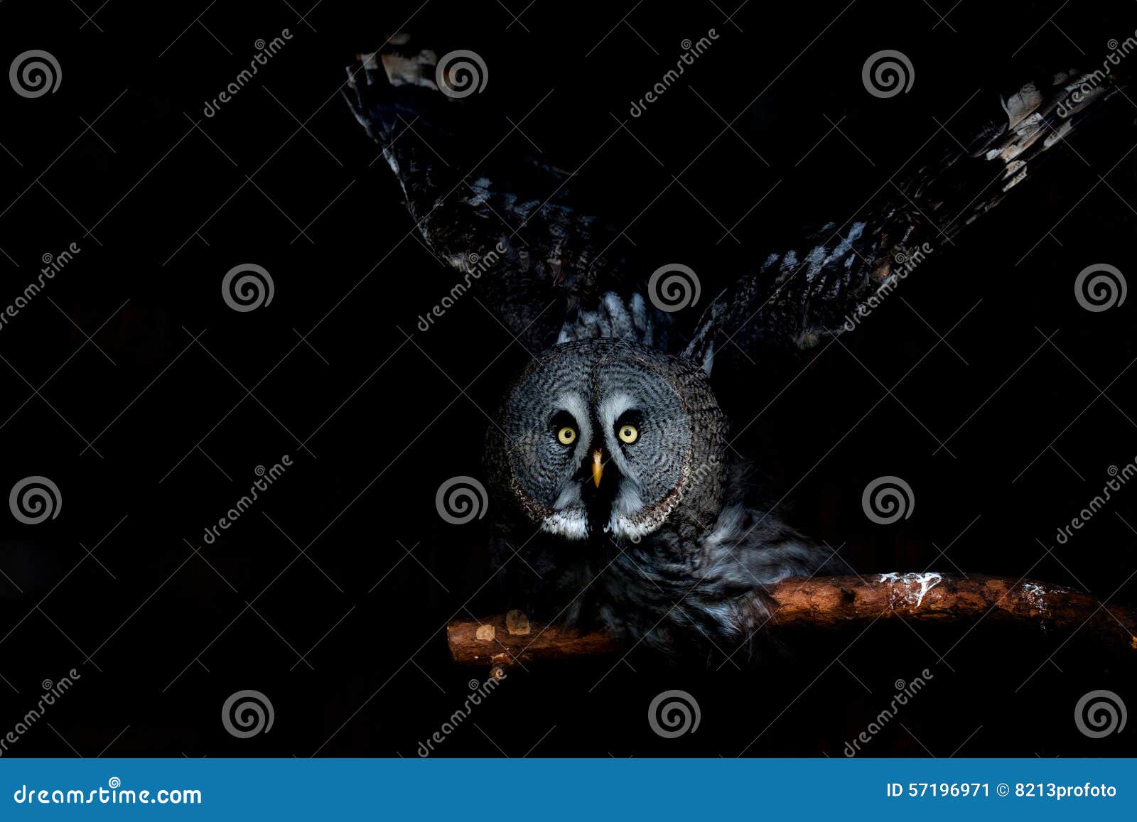 Grote Eyed Uil, Starende Uil Stock Afbeelding - Image of hypnotisch ...