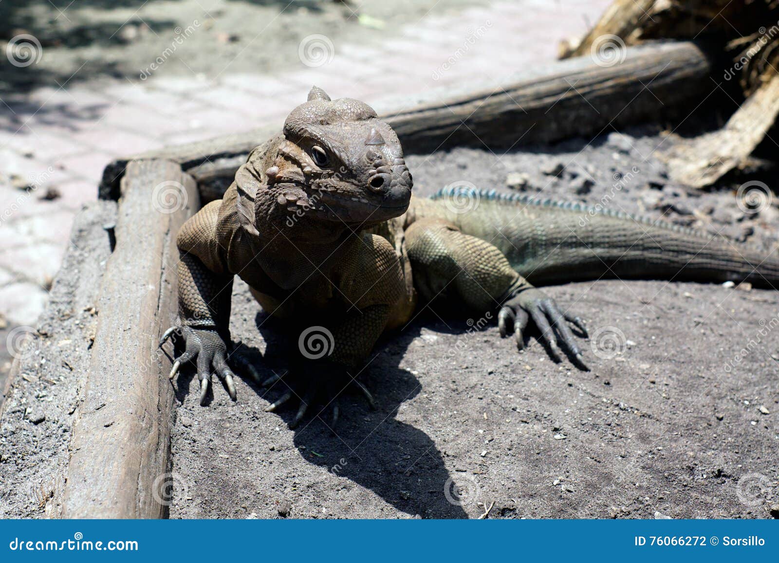 Grote gehoornde hagedis stock foto. Image of kreukvol - 76066272