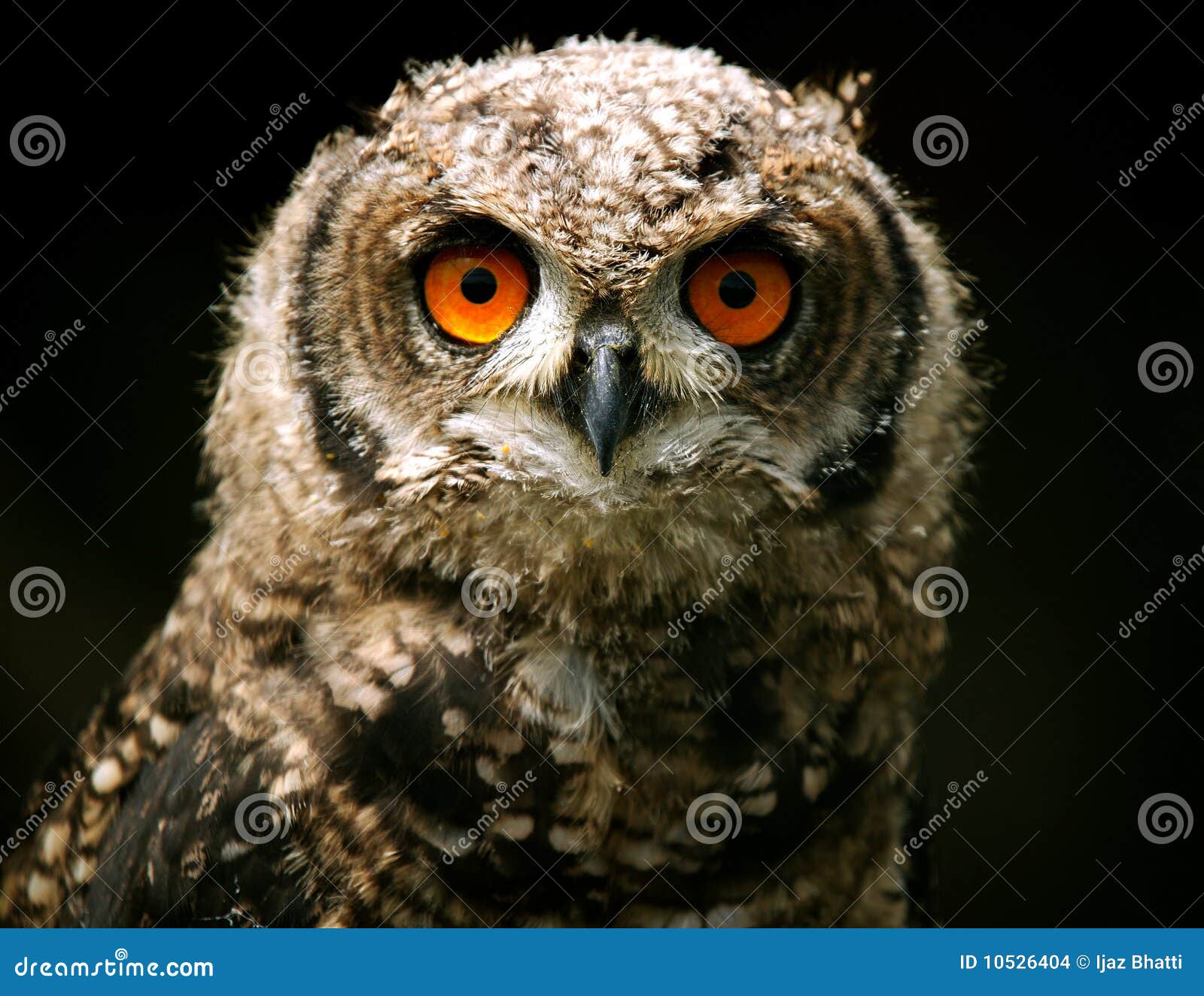 Grote Gehoornde Uil stock foto. Image of groot, gehoornd - 10526404