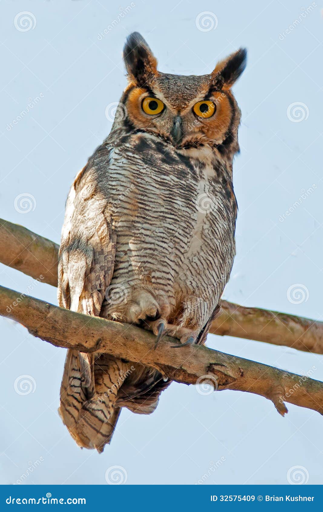 Grote Gehoornde Uil stock afbeelding. Image of hout, bevlekt - 32575409
