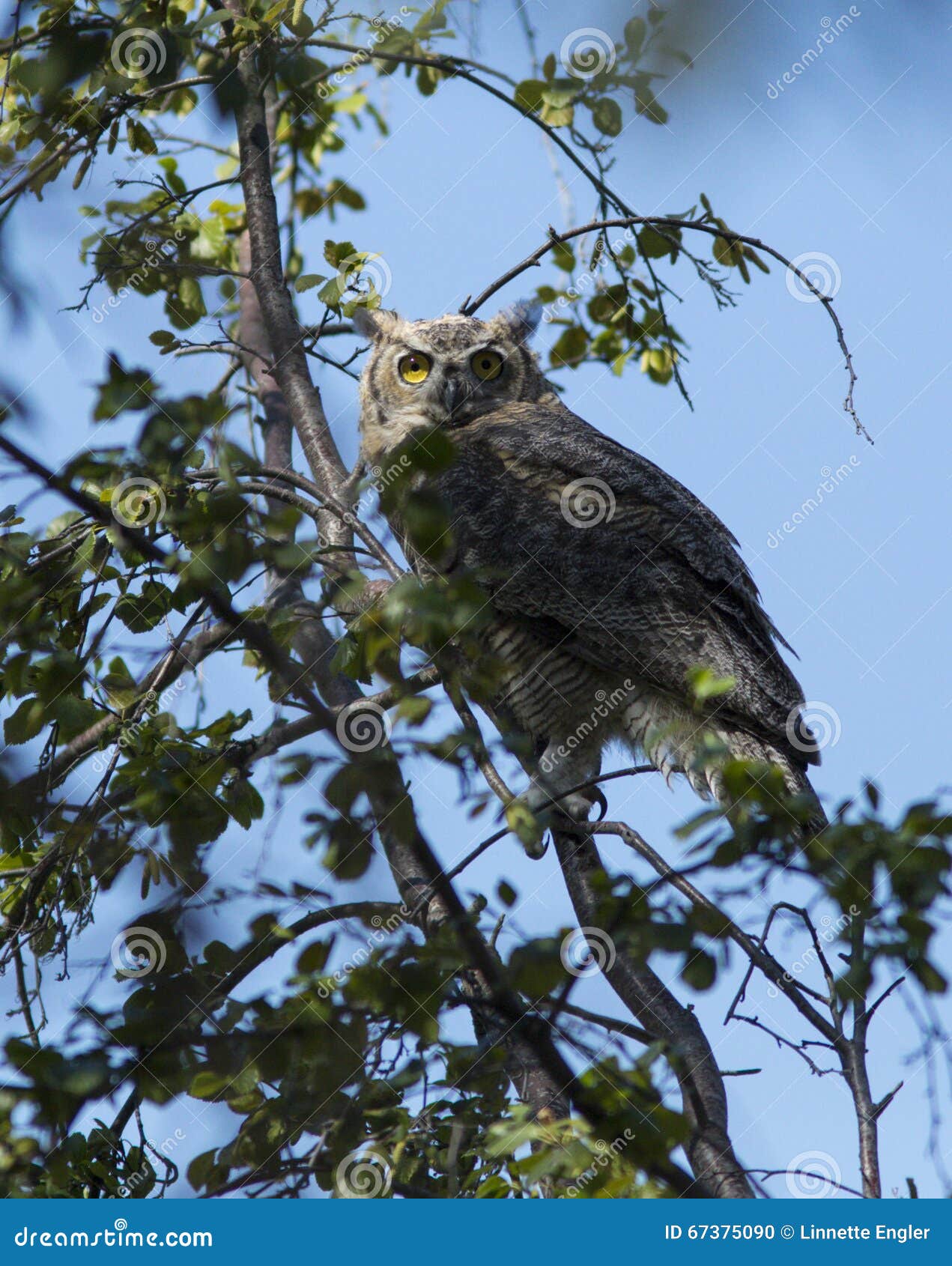Grote Gehoornde Uil stock foto. Image of dier, vogel - 67375090