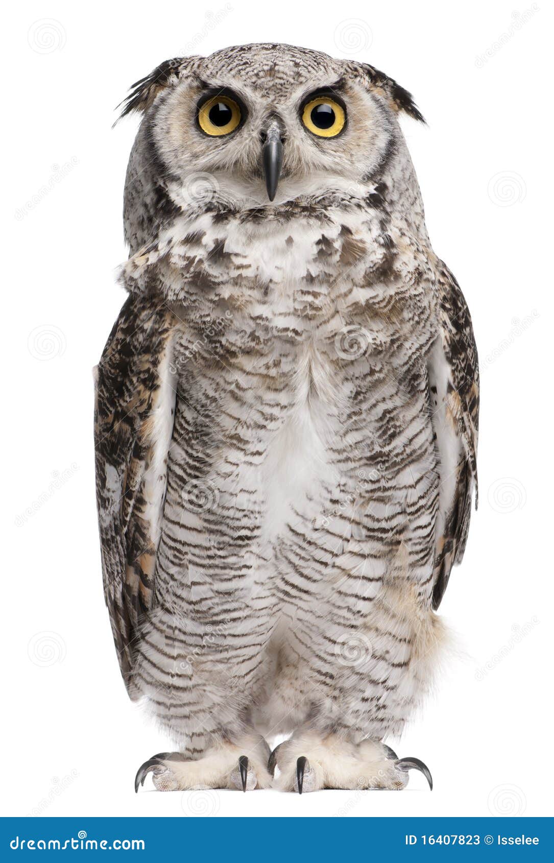 Grote Gehoornde Uil, Bubo Virginianus Subarcticus Stock Afbeelding ...