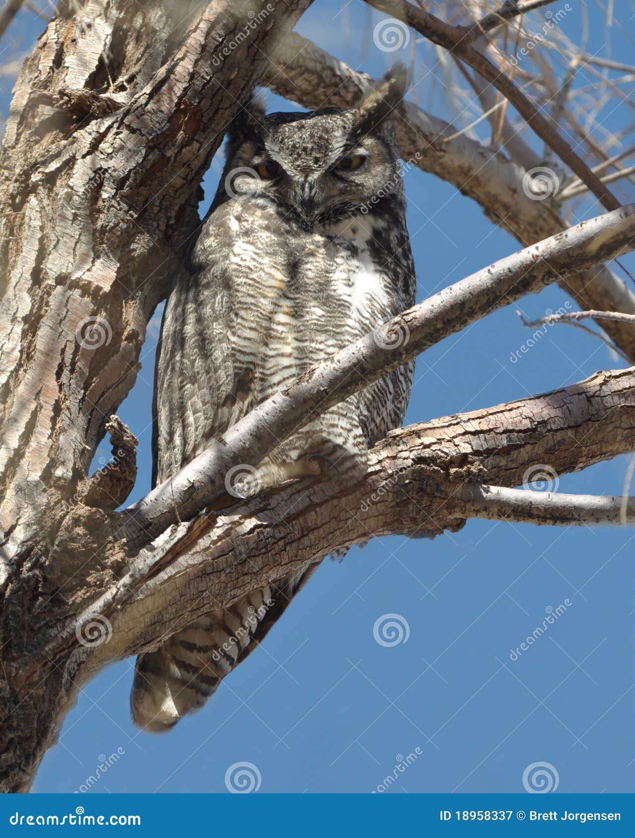 Grote Gehoornde Uil in Een Boom Stock Afbeelding - Image of hemel ...