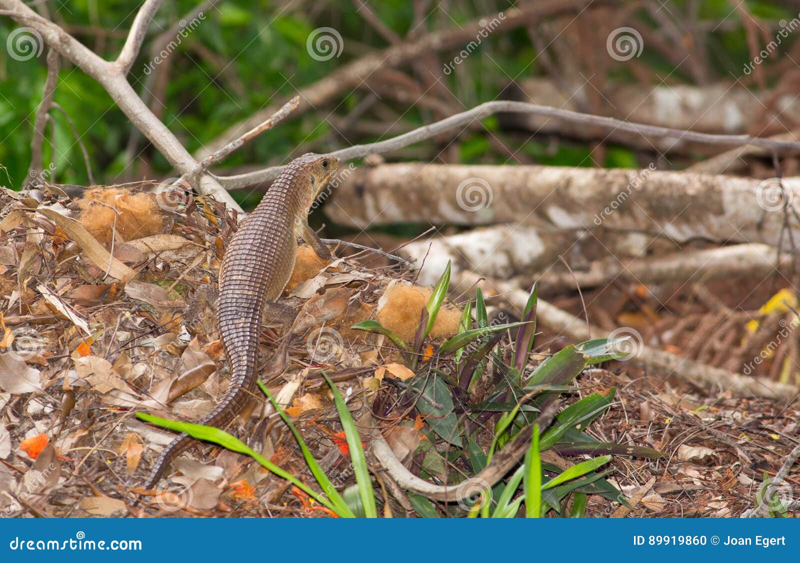 Grote Geplateerde Hagedis Op Bosgrond Stock Foto - Image of dier ...