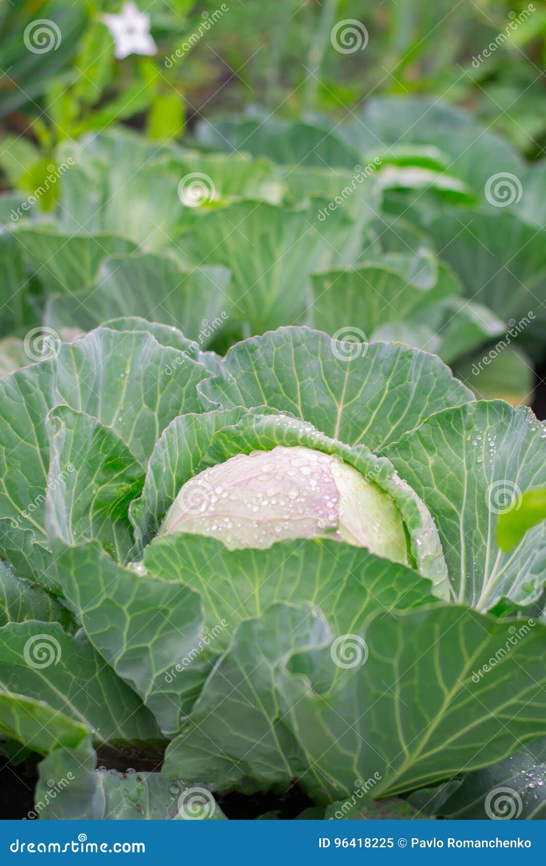 Grote Gerijpte Kool in De Tuin, Het Oogsten Periode Stock Afbeelding ...