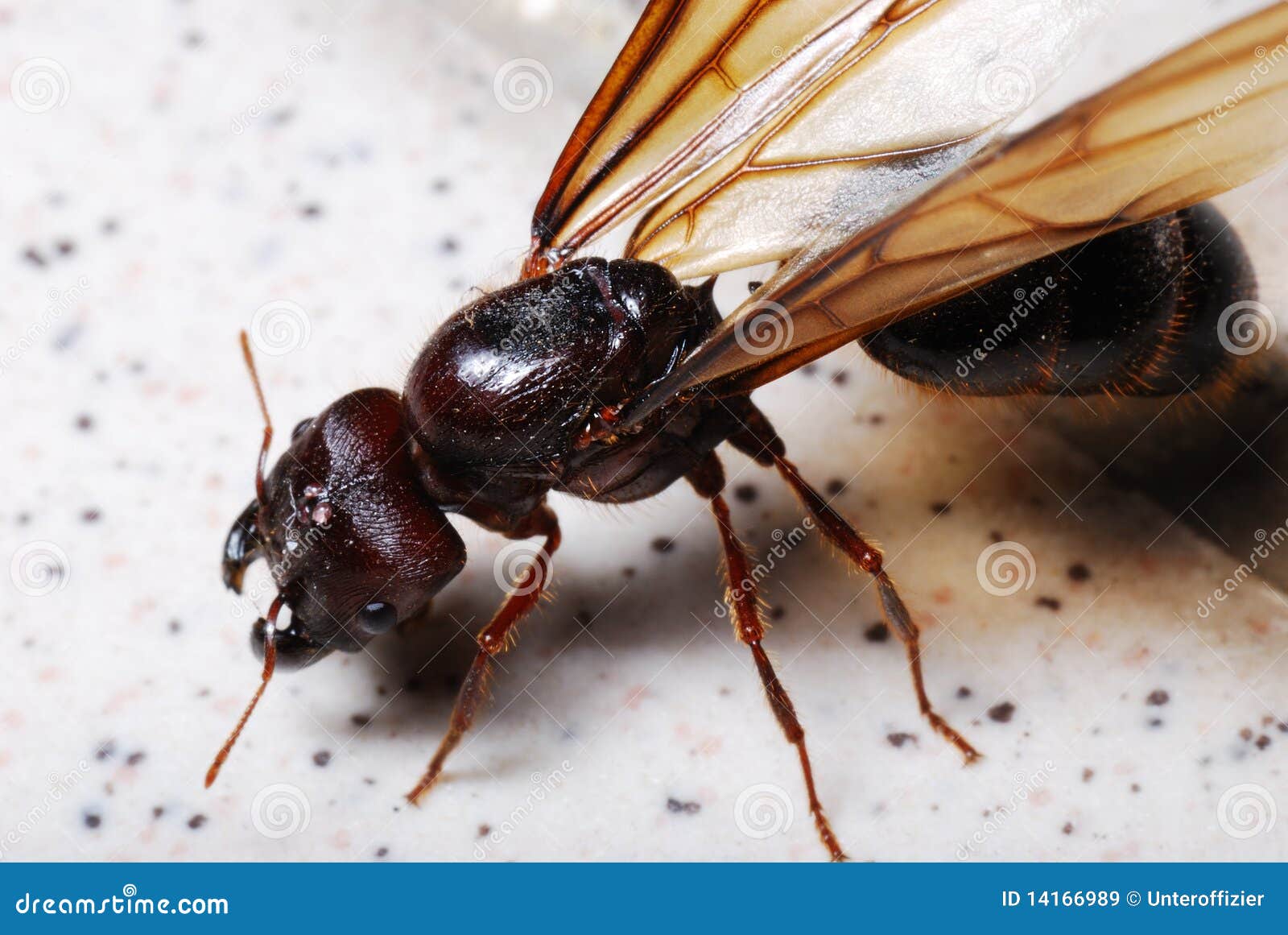 Grote Gevleugelde Mier stock afbeelding. Image of zwart - 14166989