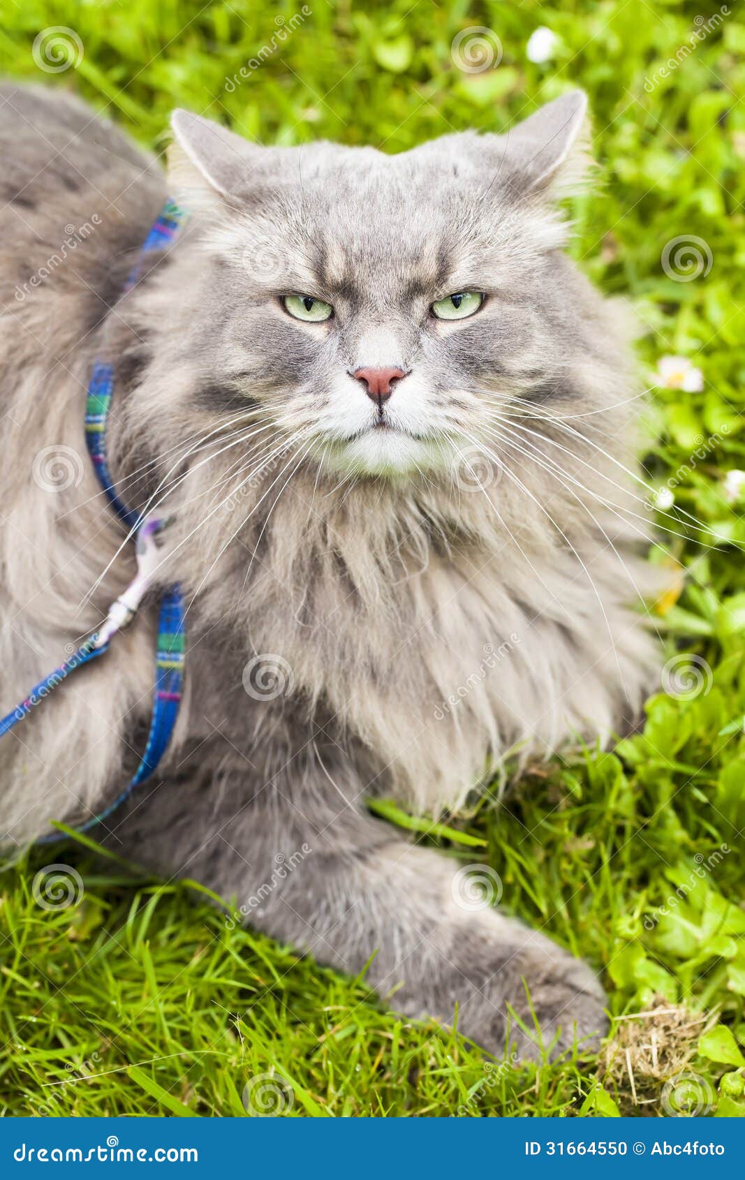 Grote Grijze Kat Met Lang Haar Stock Foto - Image of jager, tuin: 31664550