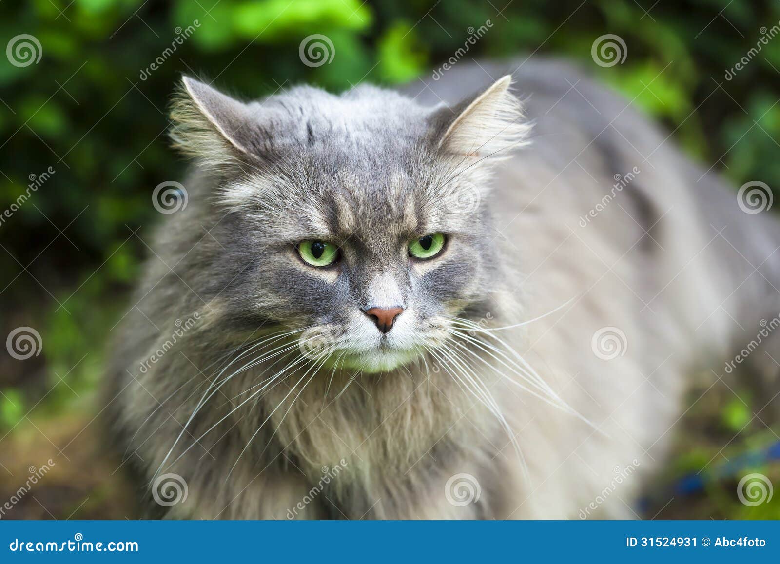 Grote Grijze Kat Met Lang Haar in De Tuin Stock Afbeelding - Image of ...
