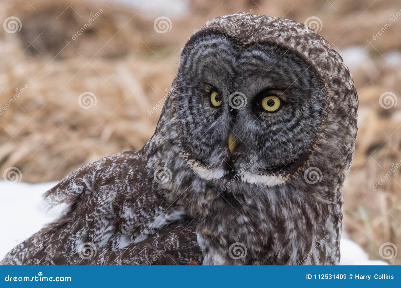 Grote grijze uil stock afbeelding. Image of jersey, park - 112531409