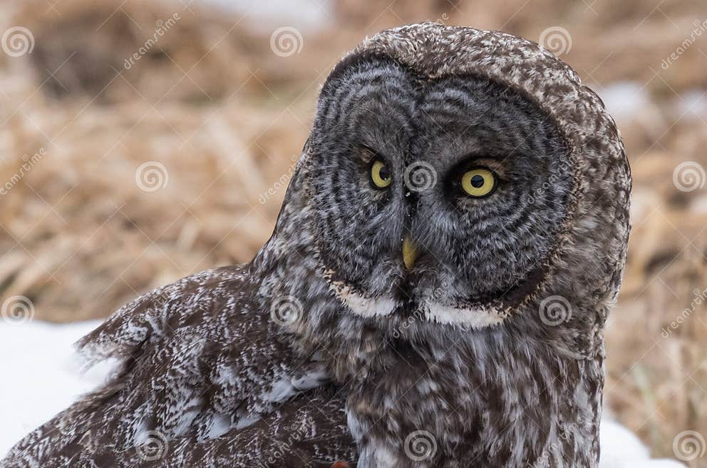 Grote grijze uil stock afbeelding. Image of jersey, park - 112531409