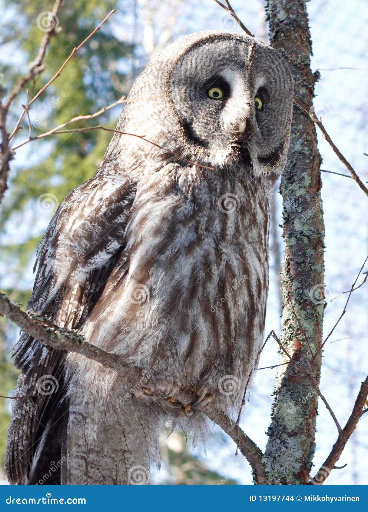 Grote Grijze Uil stock foto. Image of ontzag, nave, prooi - 13197744
