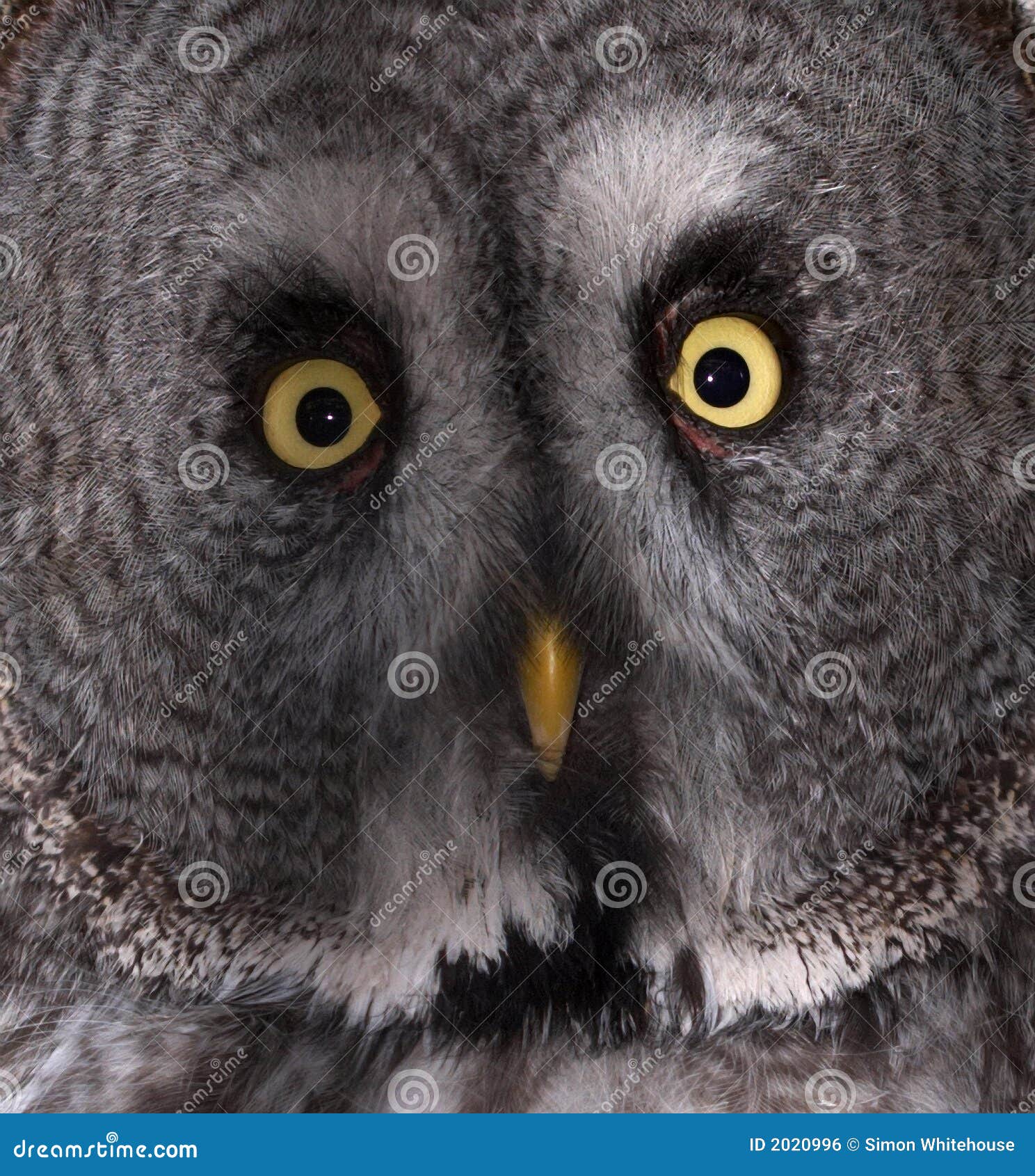Grote Grijze Uil stock foto. Image of vliegtuigpiloot - 2020996