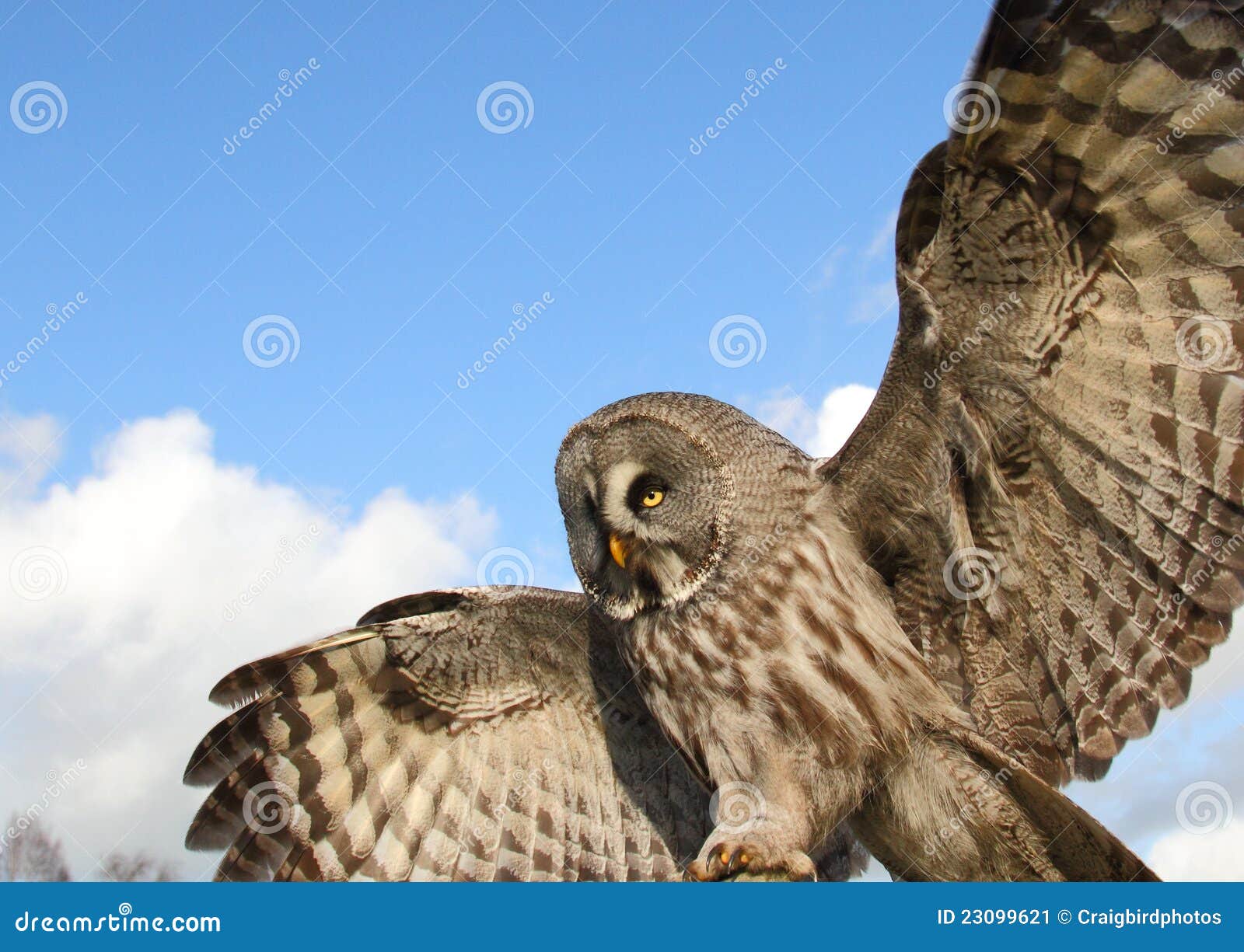 Grote Grijze Uil stock afbeelding. Image of groot, vogel - 23099621