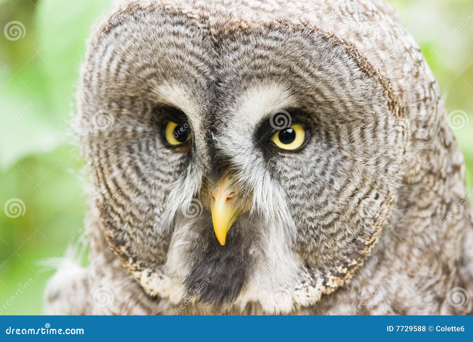 Grote grijze uil stock foto. Image of geel, grijs, ogen - 7729588