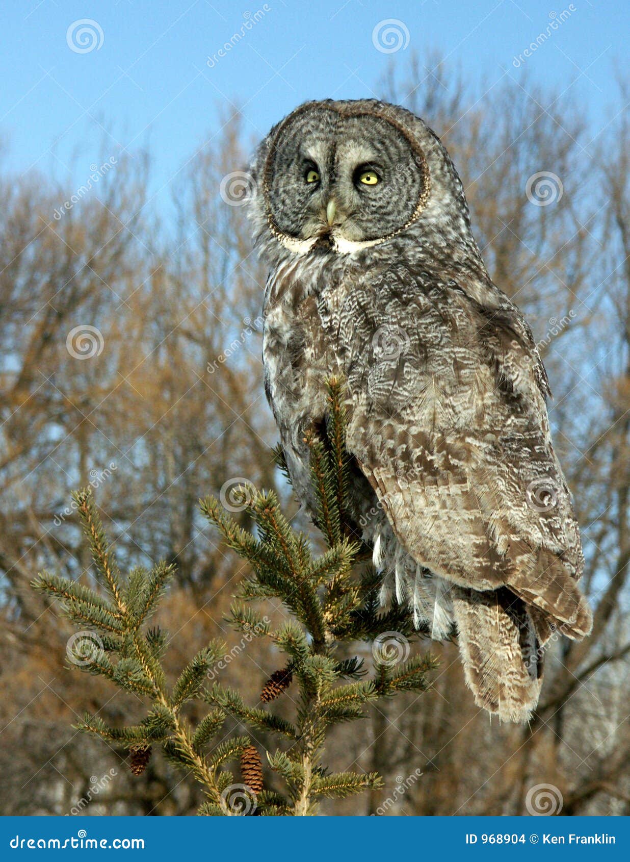 Grote Grijze Uil in Een Boom Stock Foto - Image of groot, jager: 968904