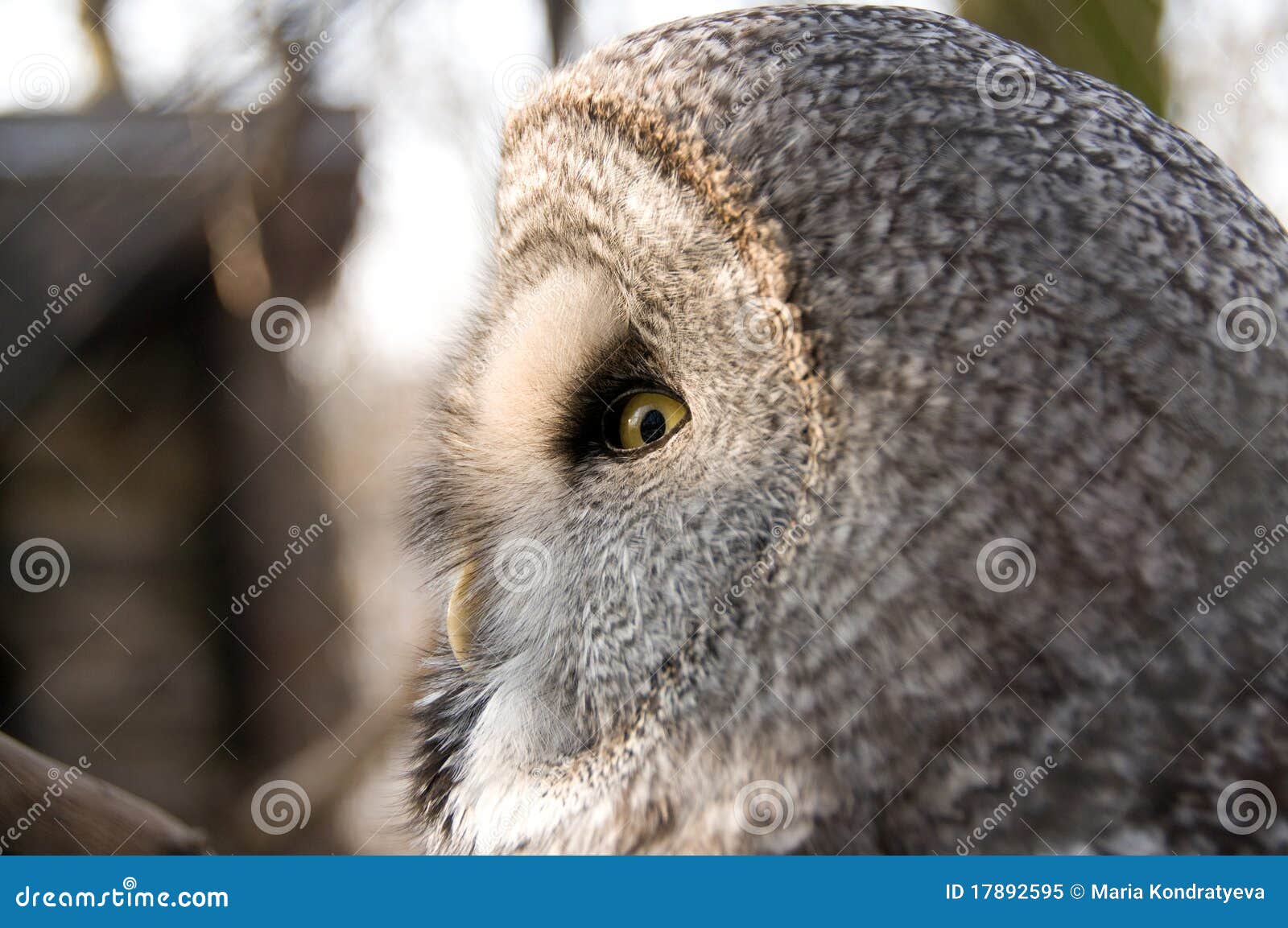 Grote Grijze Uil. Profiel. stock afbeelding. Image of dier - 17892595
