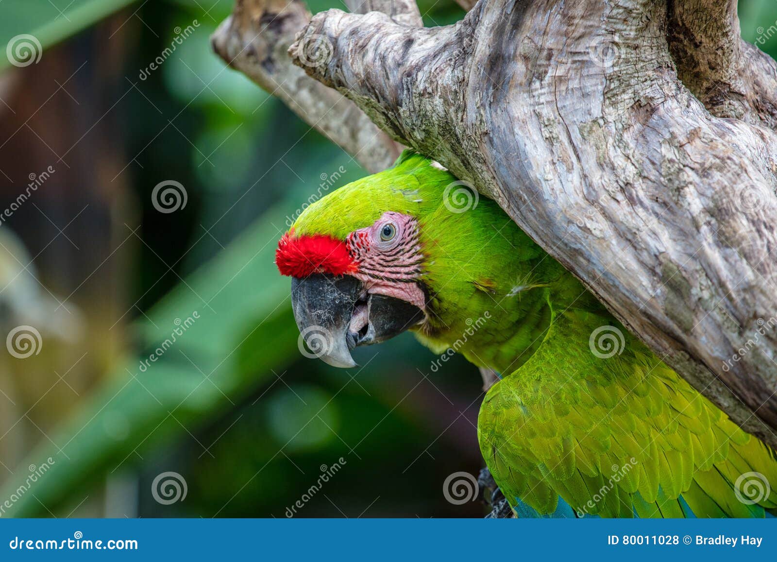 Grote Groene Ara Op Een Boom Stock Foto - Image of ornithologie, reis ...