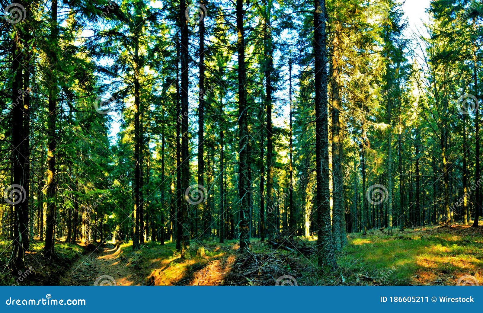 Grote Groene Bomen in Het Bos Overdag Stock Afbeelding - Image of ...
