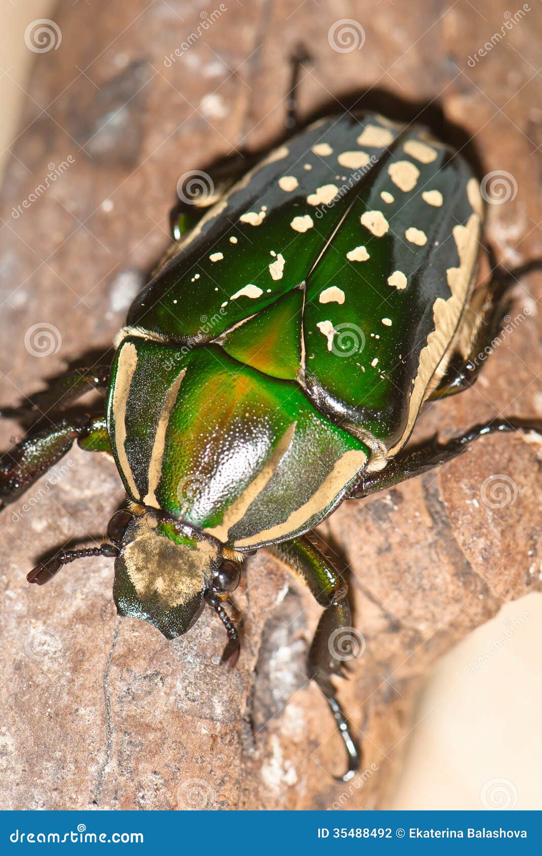 Grote groene kever stock foto. Image of groen, helder - 35488492
