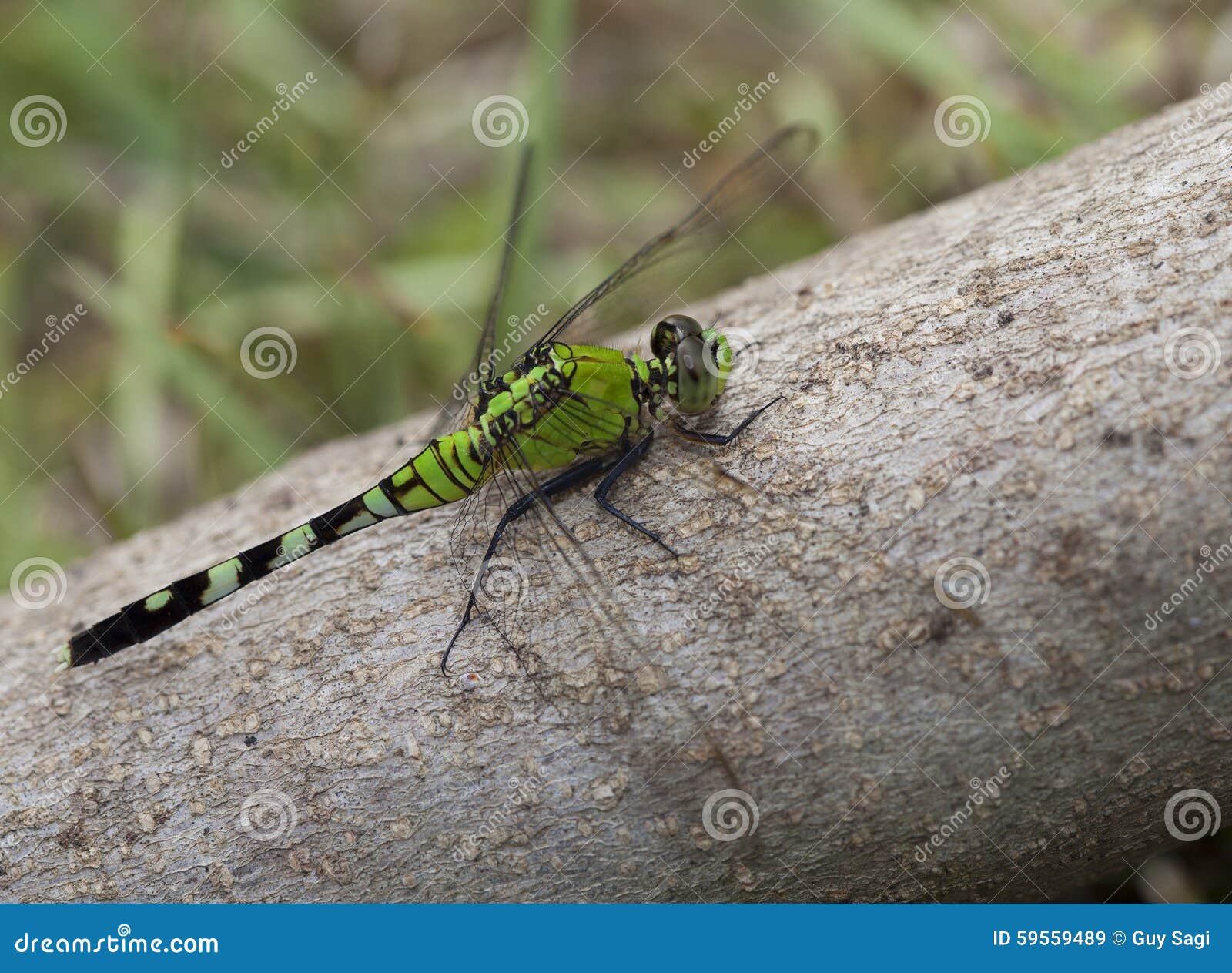 Grote groene libel stock afbeelding. Image of lichaam - 59559489