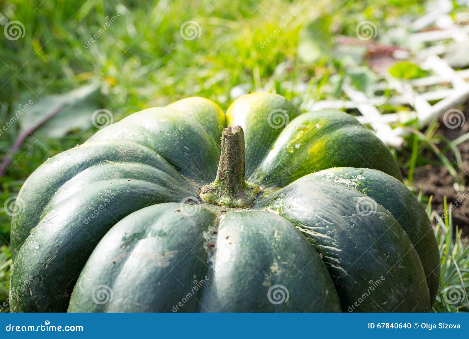 Grote groene pompoen stock foto. Image of landbouw, vakantie - 67840640