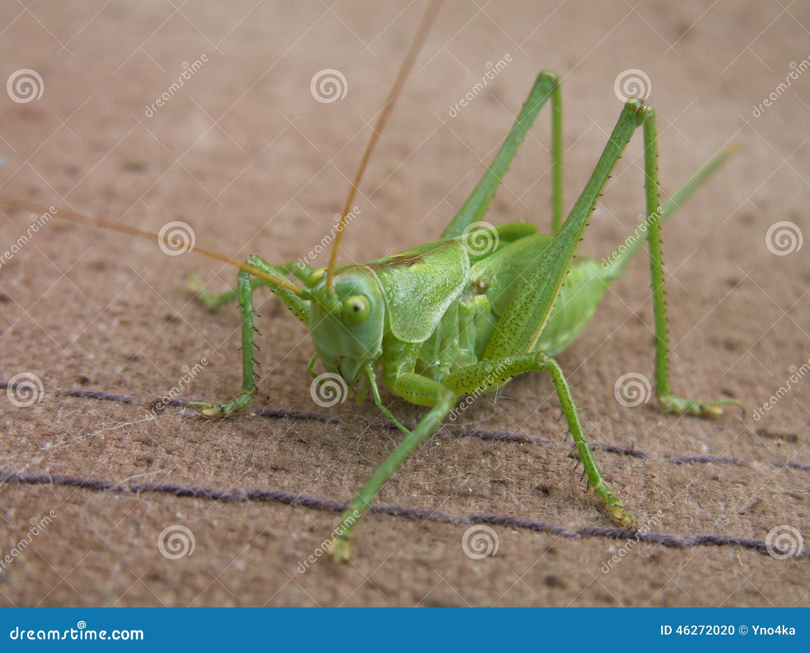 Grote groene sprinkhaan stock foto. Image of macro, buiten - 46272020
