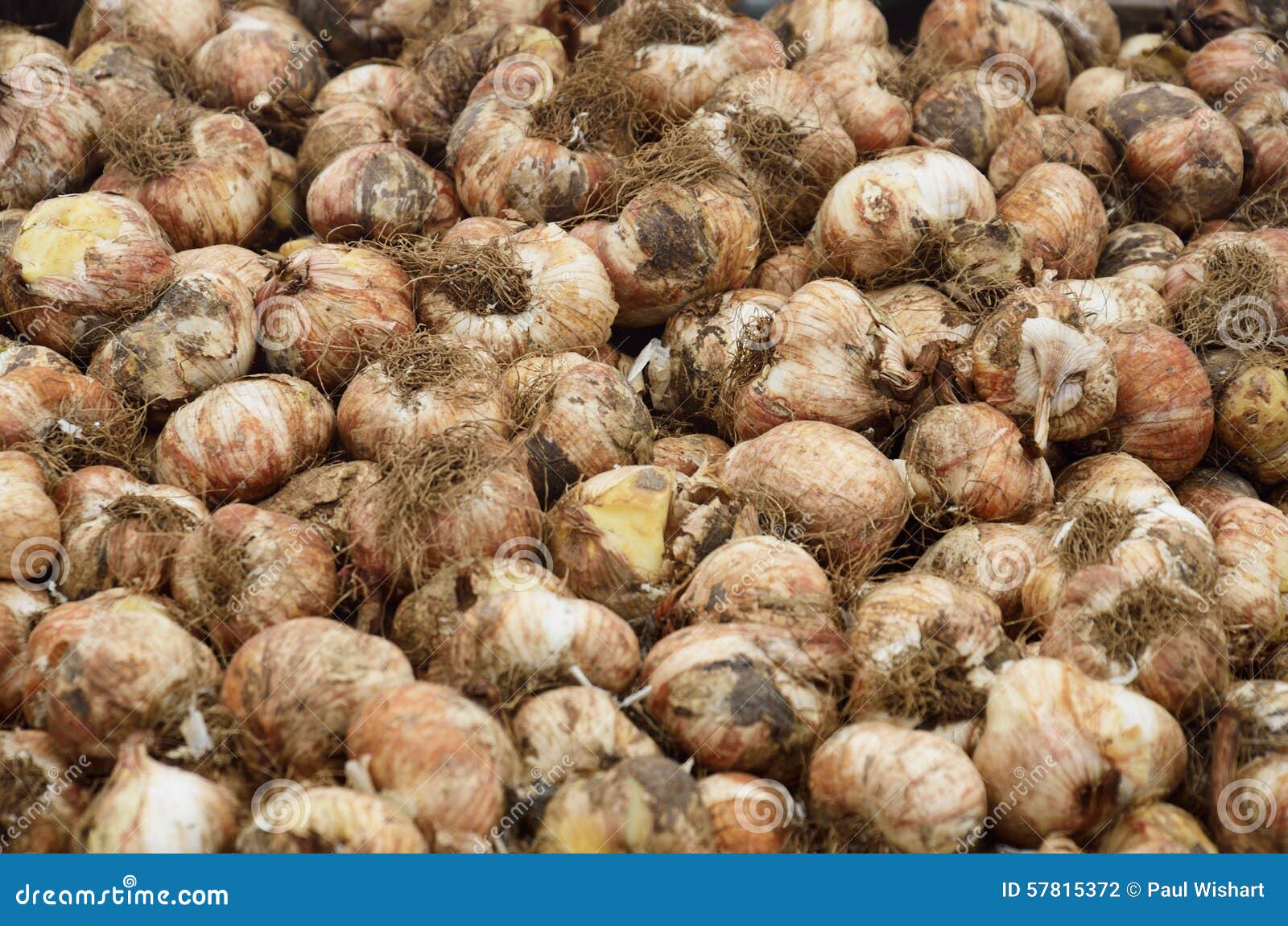 Grote groep bloembollen stock foto. Image of krokus, botanisch - 57815372
