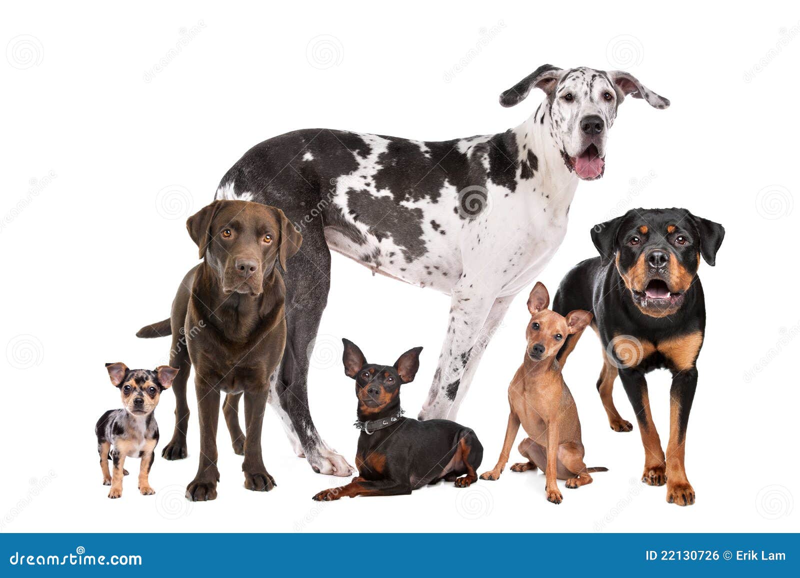 Grote groep honden stock foto. Image of binnenlands, dieren - 22130726