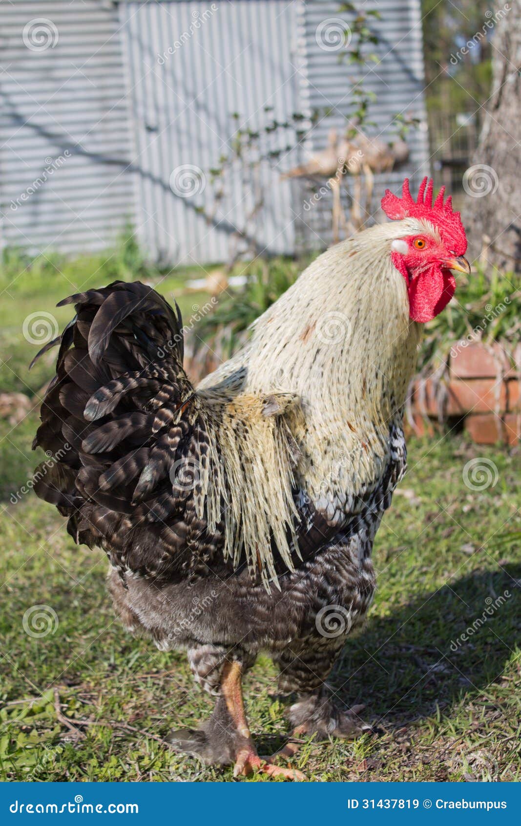 Grote haan stock afbeelding. Image of veer, vogel, gras - 31437819