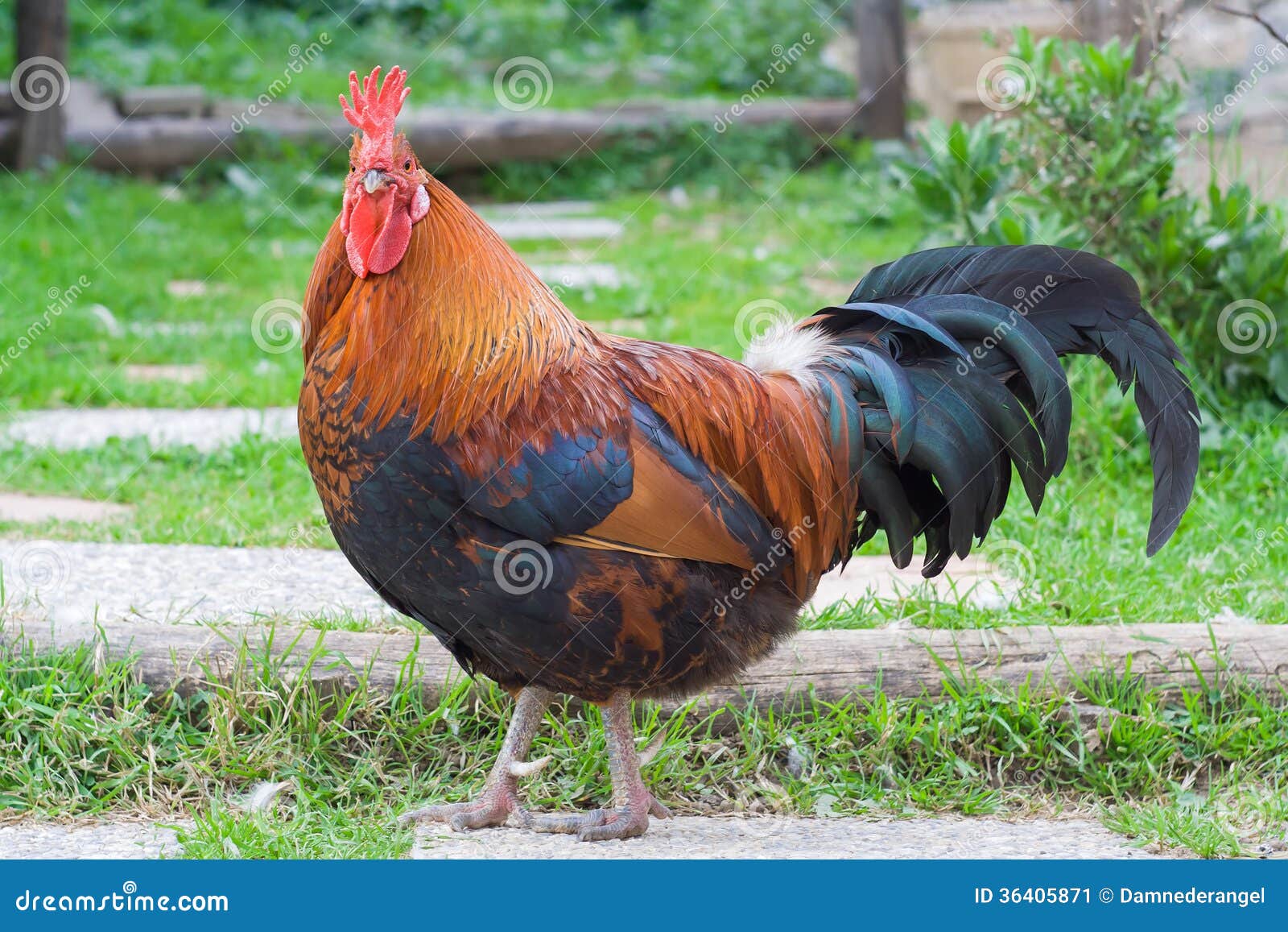 Grote haan vrij in tuin stock afbeelding. Image of direct - 36405871