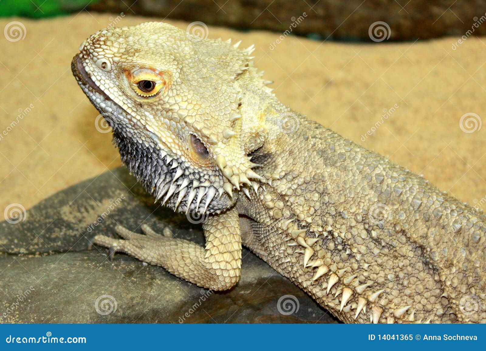 Grote hagedis stock afbeelding. Image of nave, resting - 14041365
