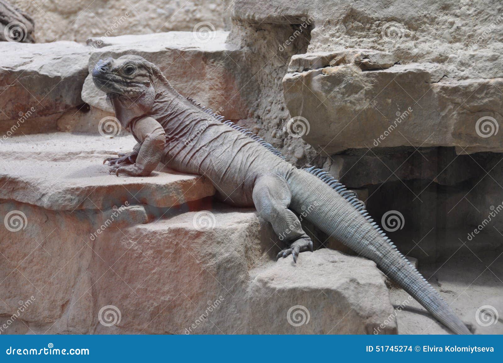 Grote Hagedis stock foto. Image of uitziend, gevaar, leguaan - 51745274