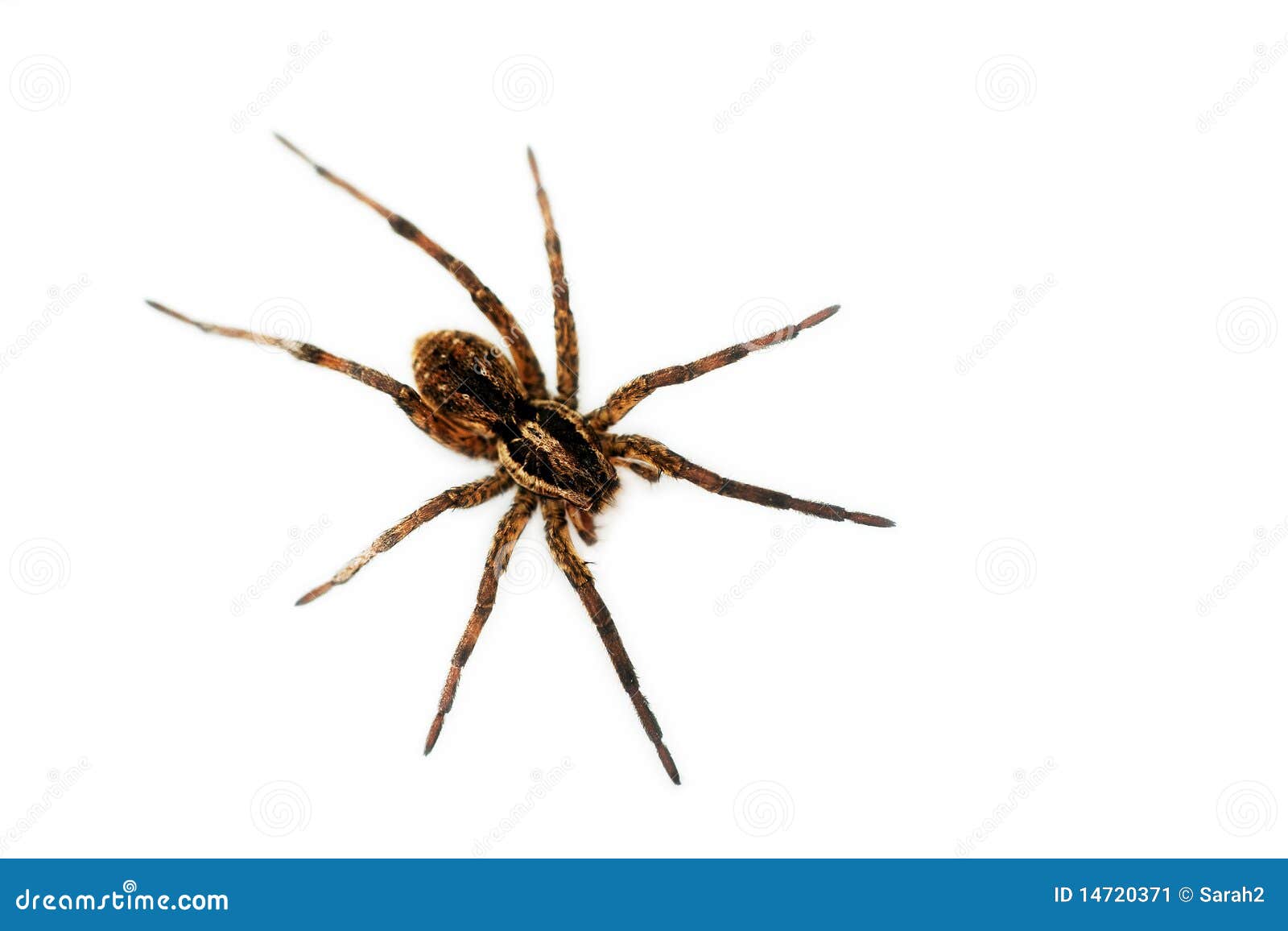 Grote harige spin stock afbeelding. Image of huis, buik - 14720371